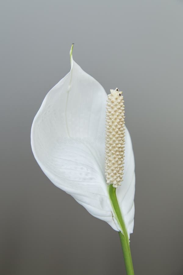 Spathe Flower with White Bract Stock Photo - Image of blossom ...