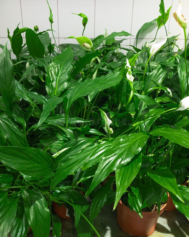 Spathiphyllum Araceae Tropical Decorative Potted Plant Stock Image ...