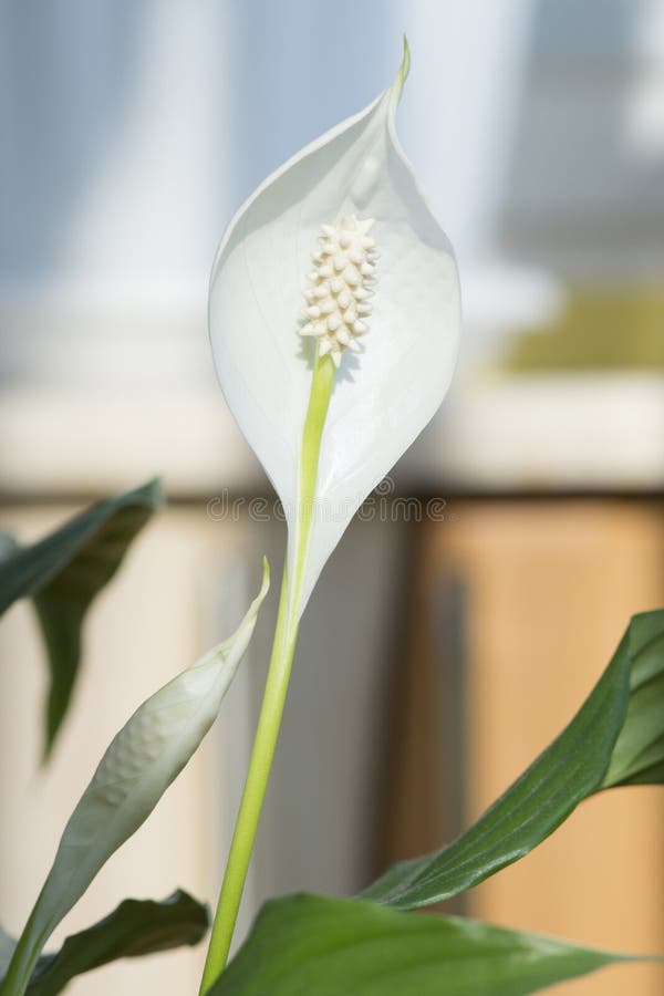 316 Chico Leaf Stock Photos - Free & Royalty-Free Stock Photos from ...