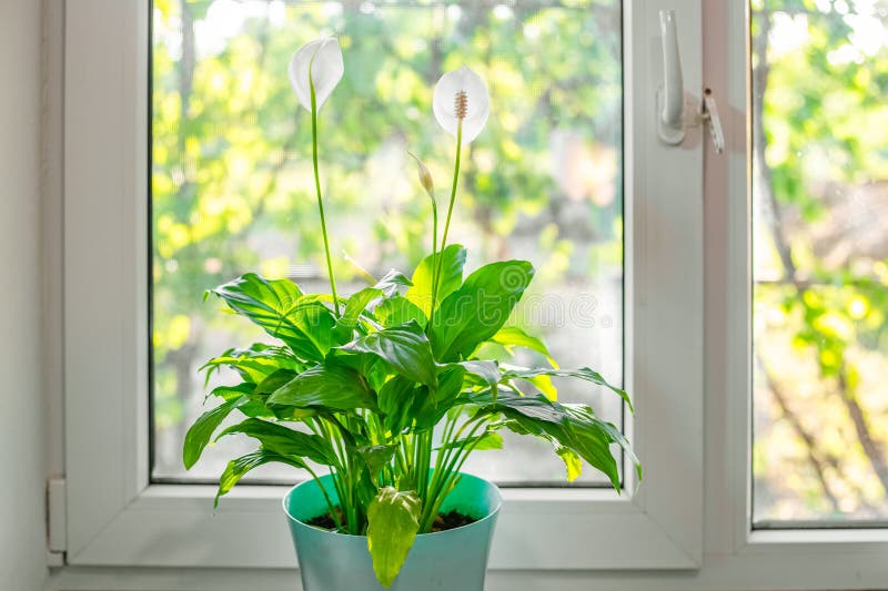 Spathiphyllum Flower with White Flowers in Bloom on a Windowsill with ...