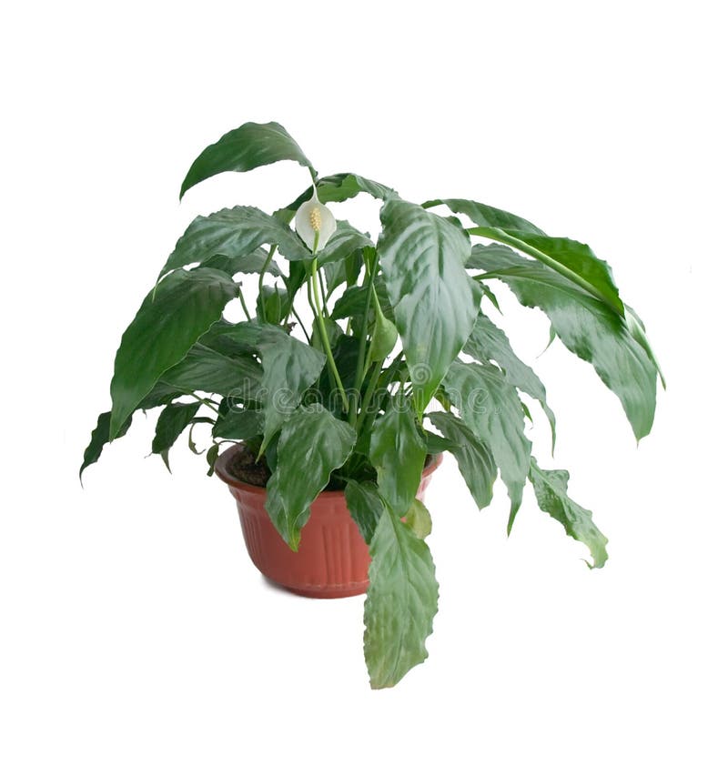 Spathiphyllum Wallisii, Commonly Known As peace Lily, white Sails ...