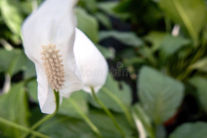 Spathiphyllum Wallisii, Known As Spath or Peace Lilies Stock Photo ...