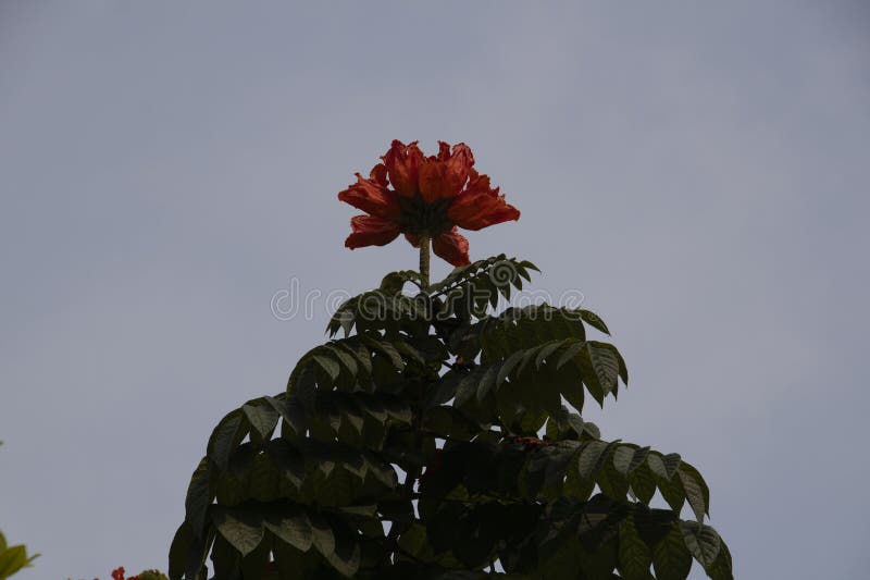 Spathodea Campanulata or African Tulip Tree Close-up Stock Image ...