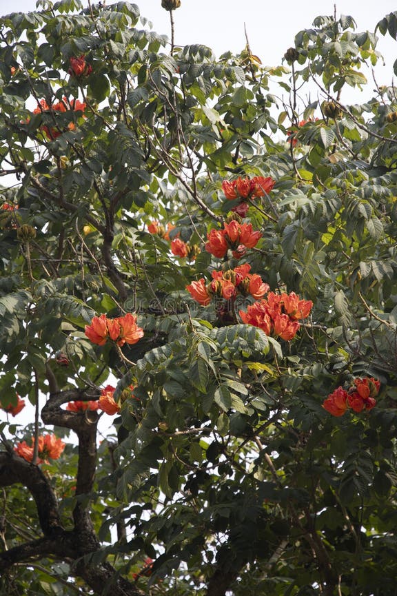 Spathodea Campanulata or African Tulip Tree Stock Photo - Image of kong ...