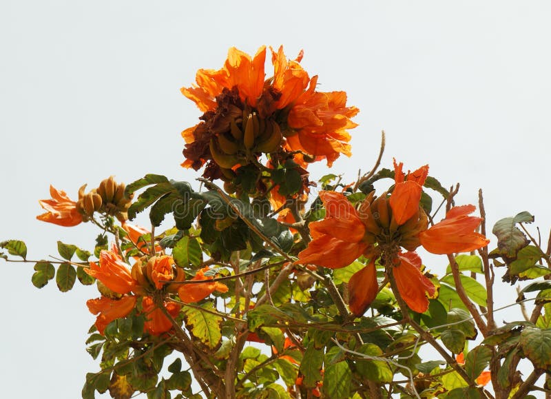 Spathodea Campanulata Blossom Stock Photo - Image of campanulata, leaf ...