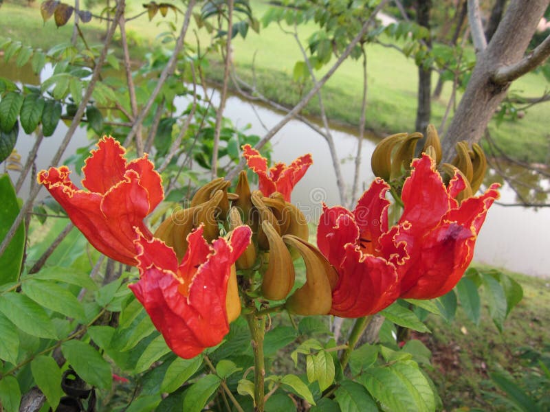 Spathodea Campanulata Kiacret, African Tulip, Fountain Tree, Pichkari ...