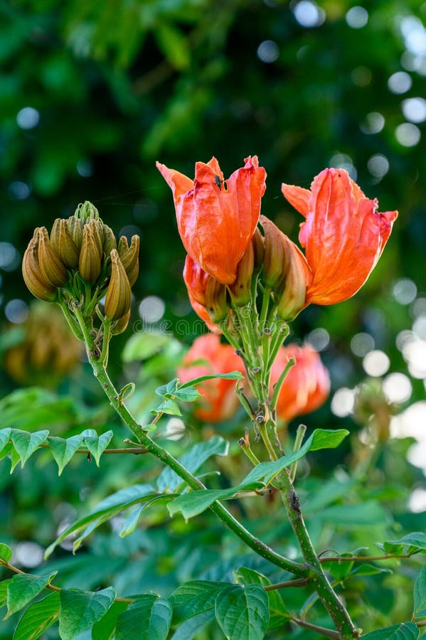 Spathodea Campanulata Red Orange on Tree Stock Photo - Image of leaf ...