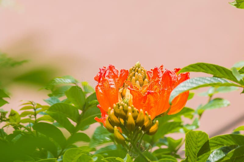 Spathodea flower in garden stock image. Image of orange - 154341505
