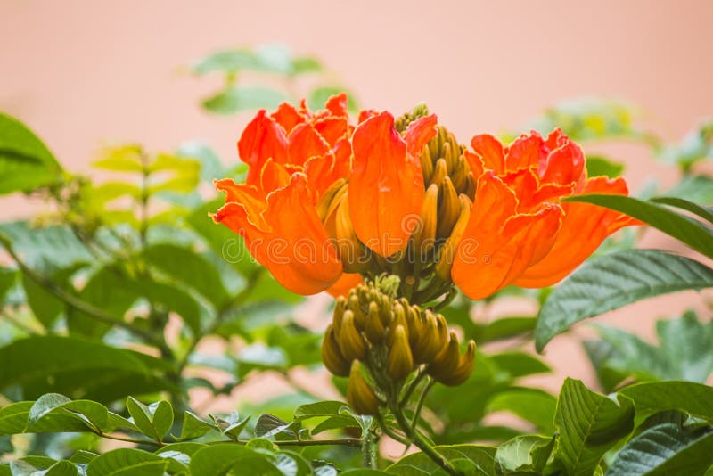 Spathodea flower in garden stock photo. Image of leaf - 154341536