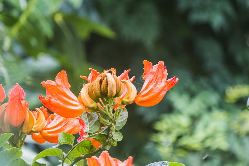 740 Spathodea Stock Photos - Free & Royalty-Free Stock Photos from ...