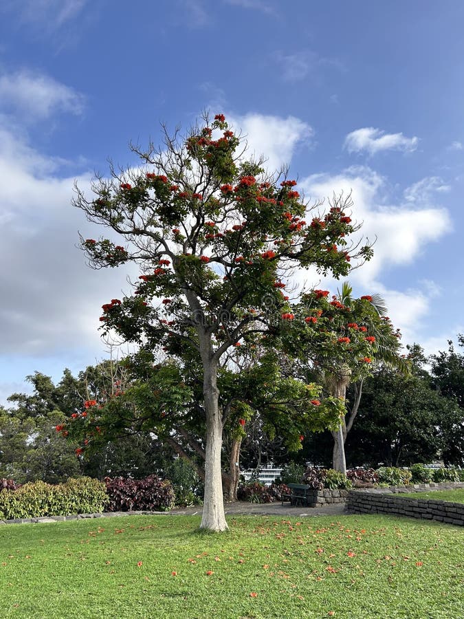 Spathodea tree in Madeira stock photo. Image of park - 275224088