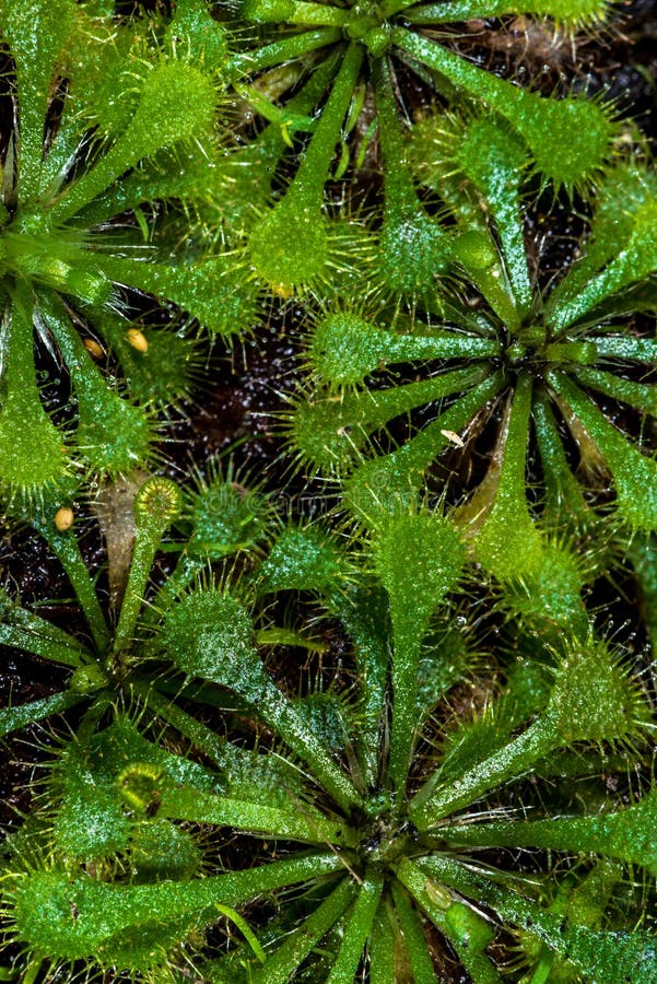 Spathulate Leaf Stock Photos - Free & Royalty-Free Stock Photos from ...