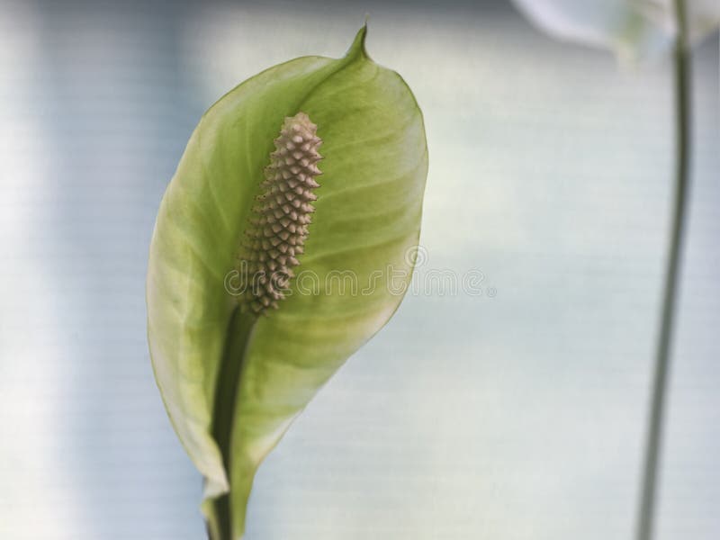 Spatifilium Spathiphyllum Flower with Leaf Stock Photo - Image of ...