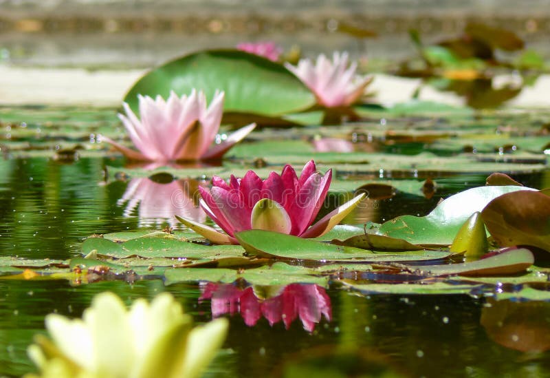 Spatterdock stock image. Image of plant, three, close - 65752881
