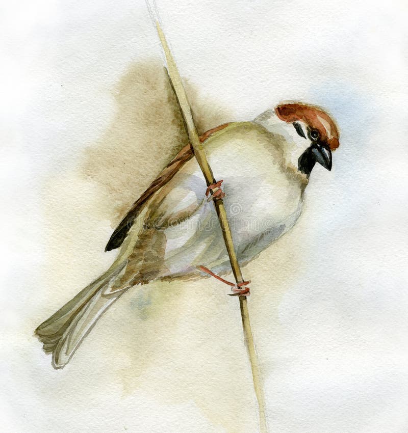 Spatz Stock Illustrationen, Vektoren, & Kliparts - 20,868 Stock ...