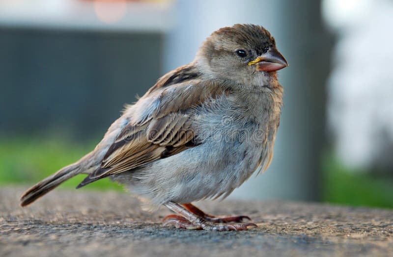 Spatz Stock-Fotos - Laden Sie 28,522 Royalty-Free Fotos herunter