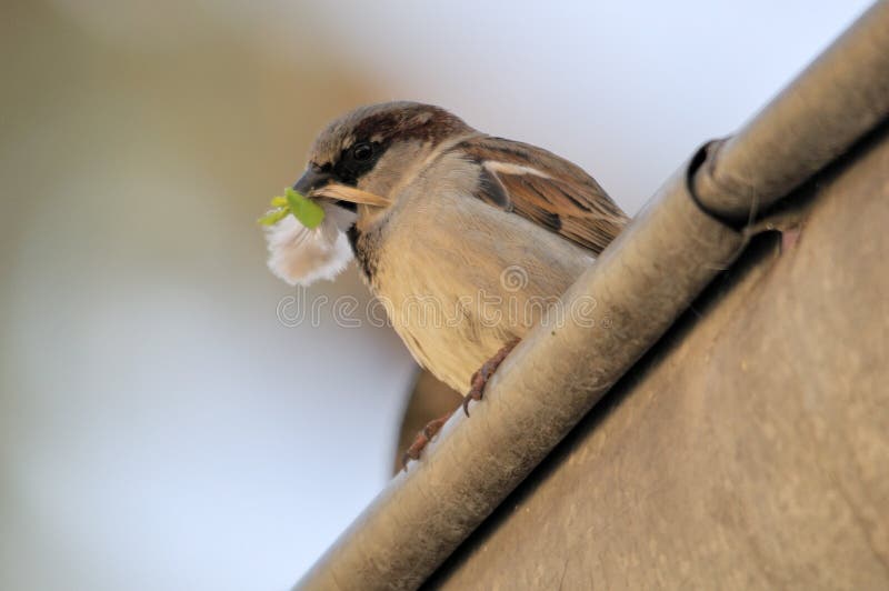 Spatz stockfoto. Bild von spatz, tier, nave, vogel, braun - 10747398
