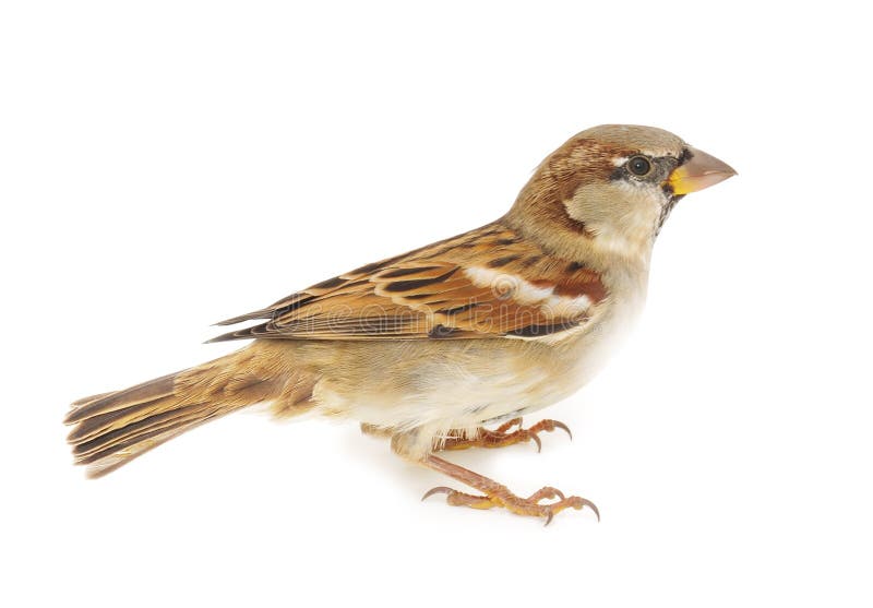 Spatz stockbild. Bild von nave, seite, studio, nahaufnahme - 36094301