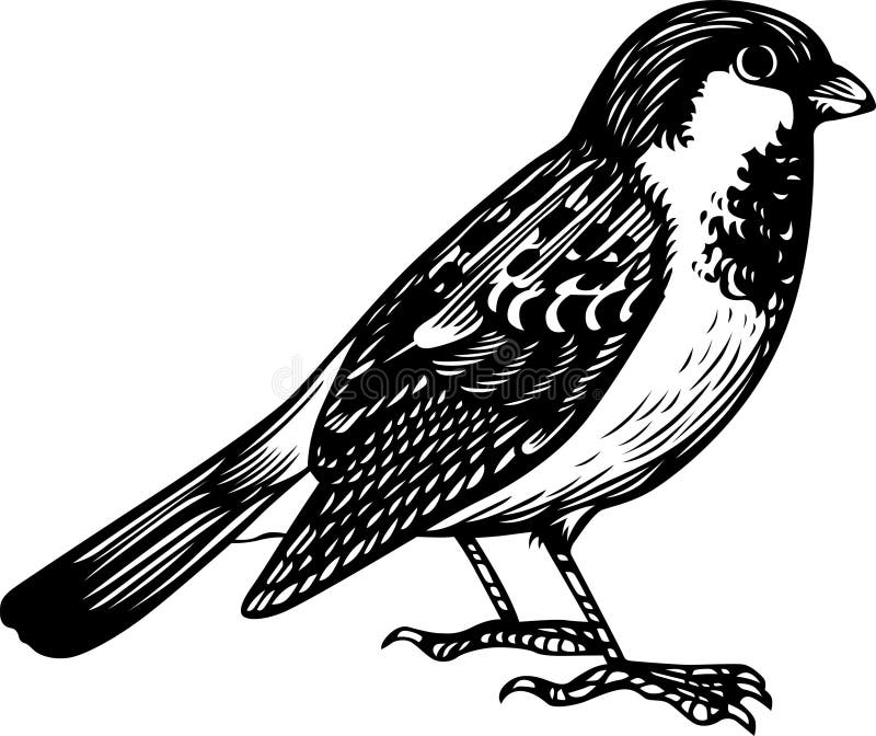 Spatz vektor abbildung. Illustration von fliege, fauna - 37683213