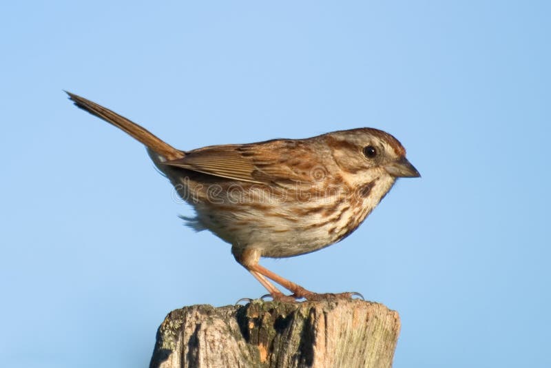 Spatz 4 stockfoto. Bild von vogel, wild, tier, wildnis - 1112784