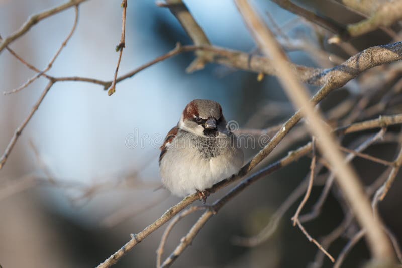 Baum-Spatz im Schnee-Sturm stockfoto. Bild von schnee - 13114924