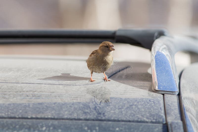 Spatzen Auf Einem Dach Des Autos Stockfoto - Bild von tiere, wild: 11964866