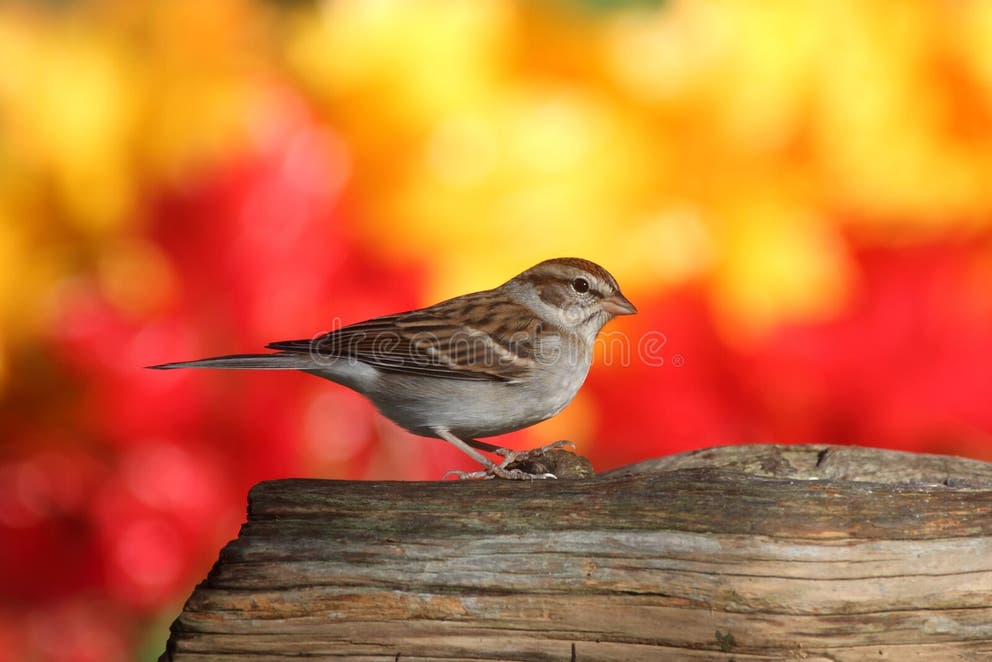 Spatz Auf Einem Stumpf Im Herbst Stockbild - Bild von gelb, singvögel ...