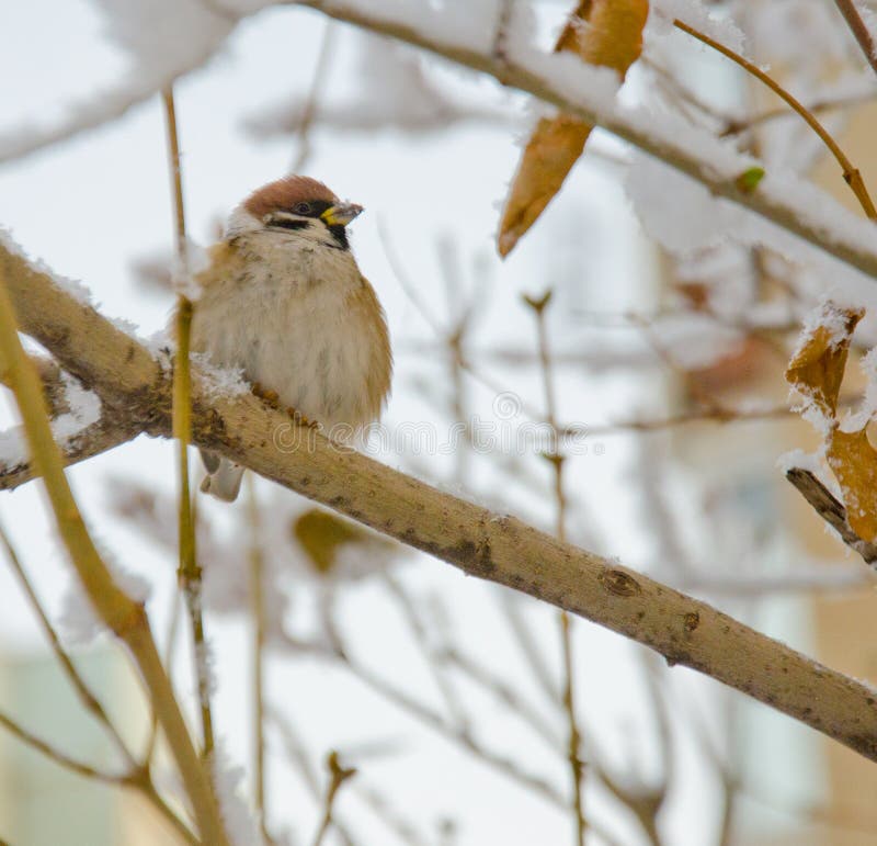 Haus Spatz Im Winter Archivbilder - Abgabe des Download-430 geben Fotos ...