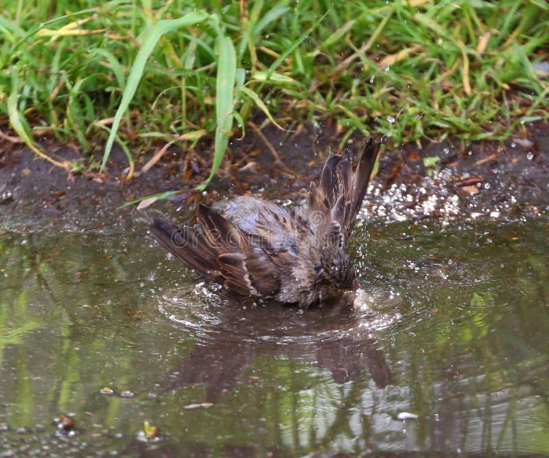 Spatz Baden in Einem Flachen Pool Stockfoto - Bild von sommer, wasser ...