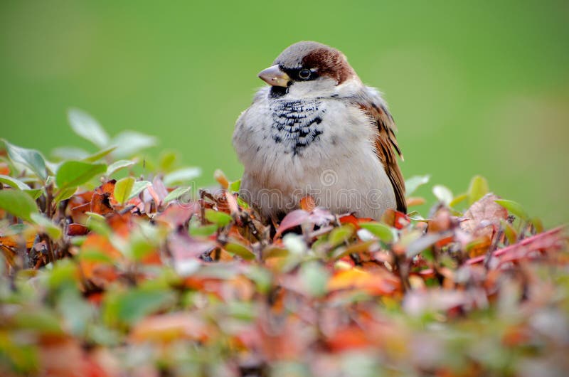 Spatz Im Herbstlichen Park (Passant Domesticus) Stockbild - Bild von ...