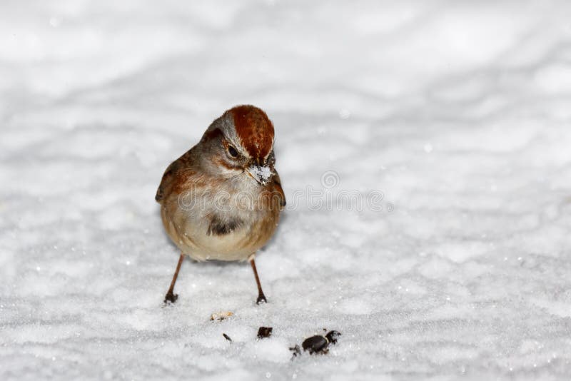 Spatz, der im Schnee steht stockfoto. Bild von winter - 23368982
