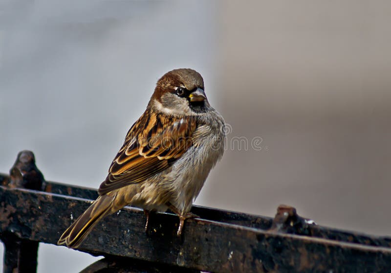 Spatzen, die Korn picken stockbild. Bild von sitzung - 84817229
