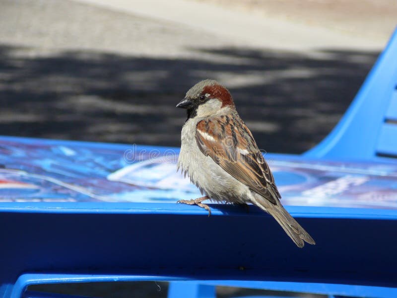 Spatz stockfoto. Bild von nave, spatz, tiere, stadt, vogel - 30220972