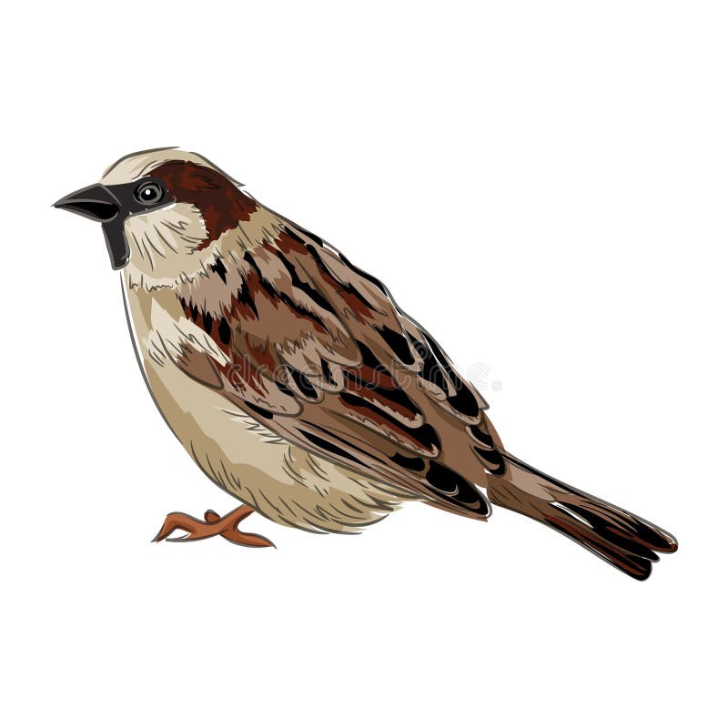 Spatz Stock Illustrationen, Vektoren, & Kliparts - 11,471 Stock ...