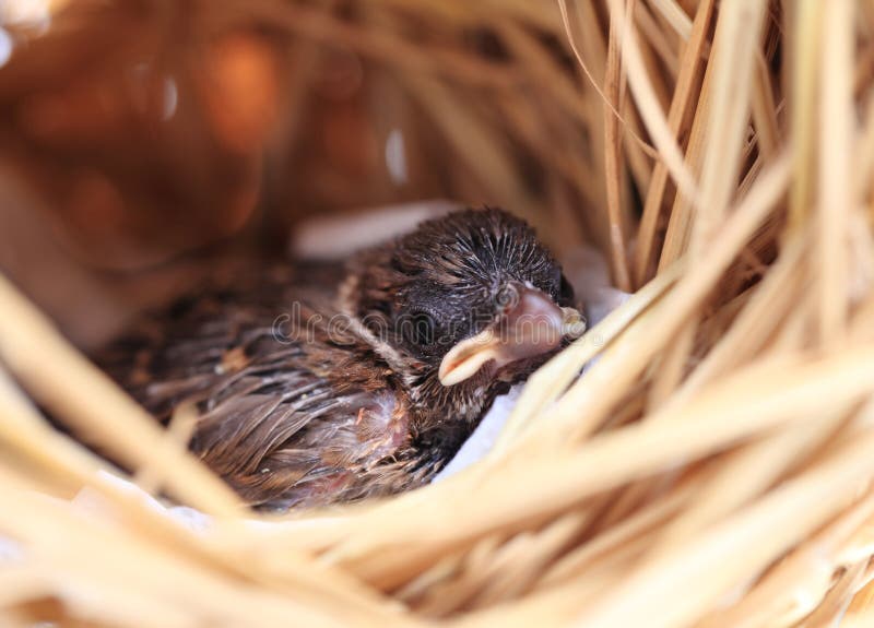 Spatz Im NestMacro Vogelbaby-Spatzenschlaf Im Nest Stockbild - Bild von ...