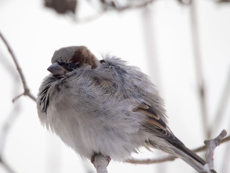 525 Haus Spatz Im Winter Fotos - Kostenlose und Royalty-Free Stock ...