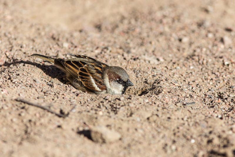 Spatz wird im Sand erhitzt stockfoto. Bild von braun - 103578620