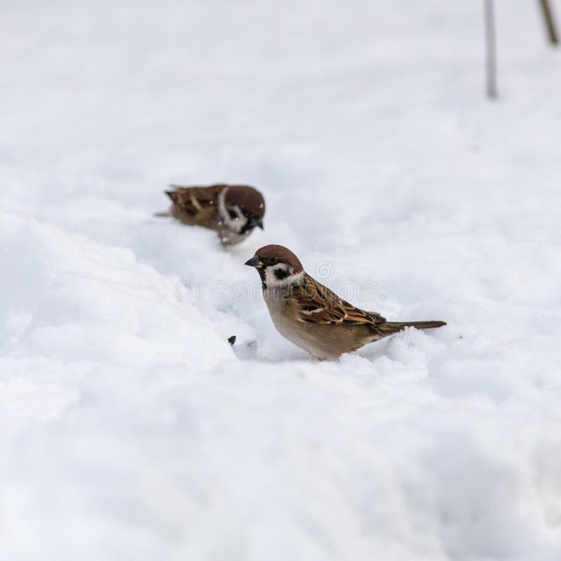 Spatz zwei auf Schnee stockbild. Bild von farbe, vögel - 66950695