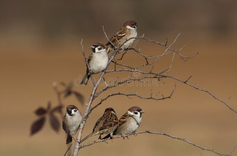 Spatzen stockfoto. Bild von fink, singvogel, flügel, tier - 12363470