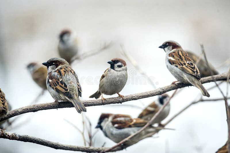 Spatzen auf Ästen sitzend stockfoto. Bild von gefieder - 68695906