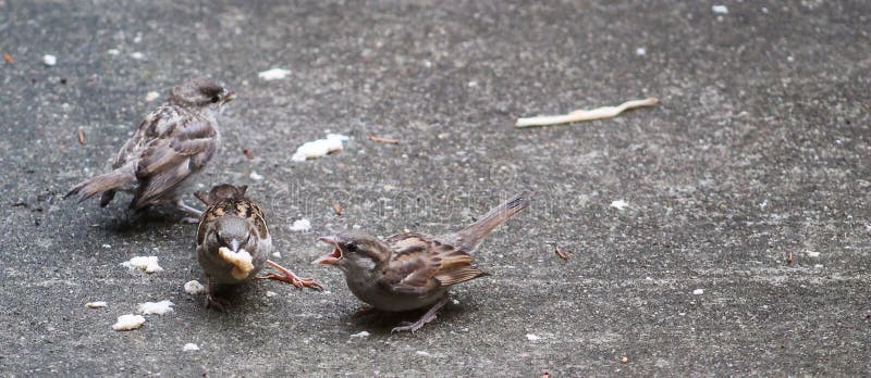 Baby-Spatzen in einem Nest stockfoto. Bild von spatz - 41909600