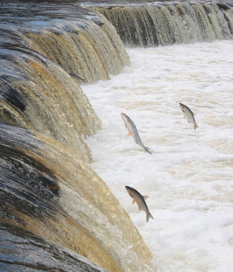 Spawn stock photo. Image of spawn, catching, fish, national - 13742532