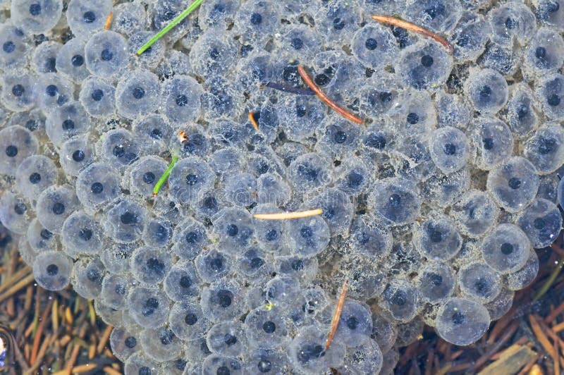 Spawn stock image. Image of heap, regeneration, amphibian - 30174165