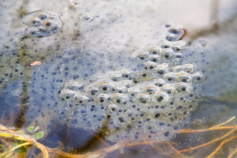 Spawn of frogs stock image. Image of environment, protection - 112339221