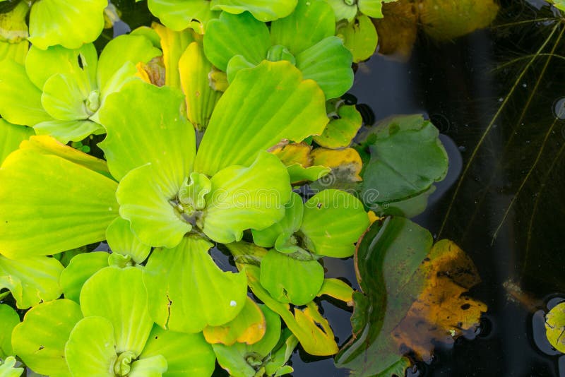 Spawn - Green Plant in Water Pond. Stock Photo - Image of leaves, duck ...