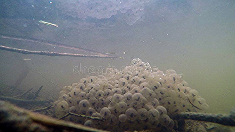 Spawn, Underwater View, Closeup Stock Footage - Video of water, fauna ...