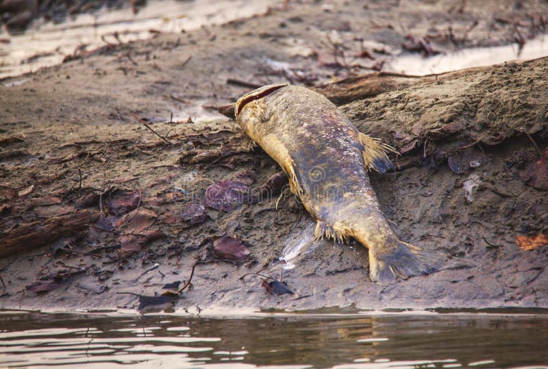 Spawned out salmon stock photo. Image of southeast, life - 109965510