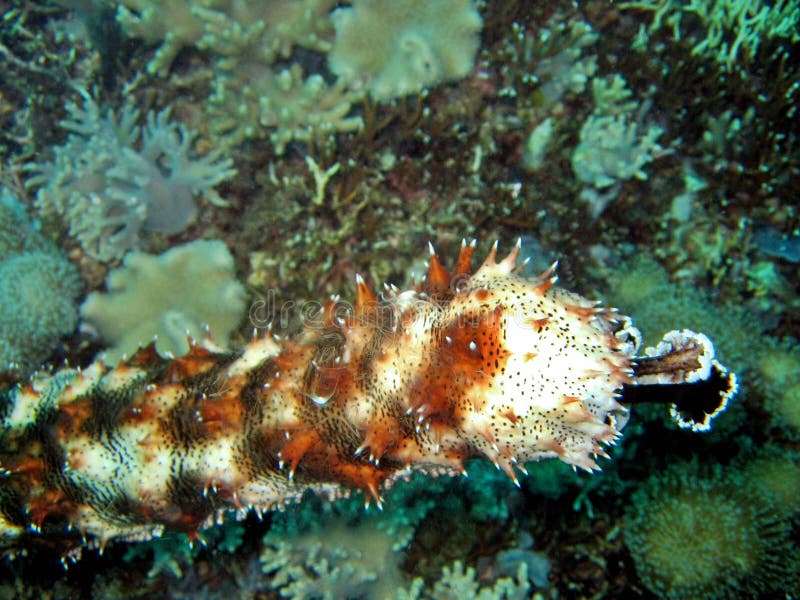 Spawning stock image. Image of marine, ocean, spawning - 1009499