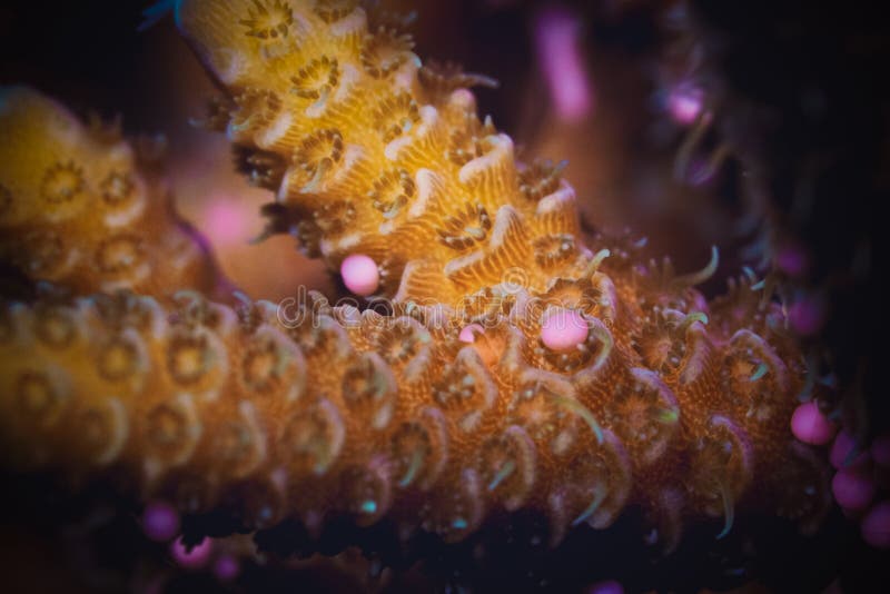 Spawning Acropora Millepora Stock Image - Image of diving, branching ...