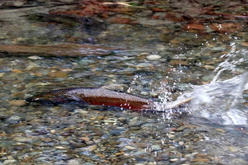 Coho Salmon Jumping Out of the Pacific Ocean Stock Image - Image of ...